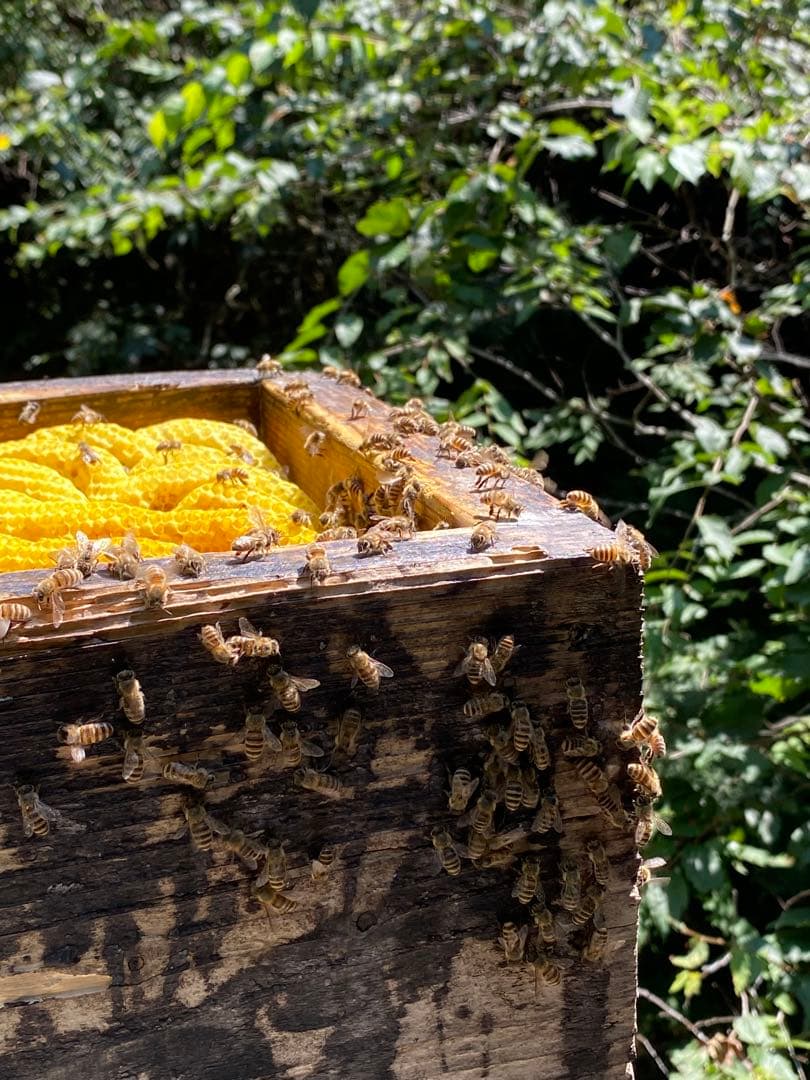 はちみつ　日本蜜蜂のハチミツ　巣箱違いの蜂蜜　奥山の奥