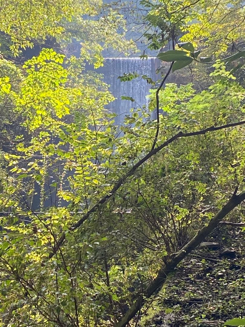 はちみつ　日本蜜蜂のハチミツ　巣箱違いの蜂蜜　奥山の奥