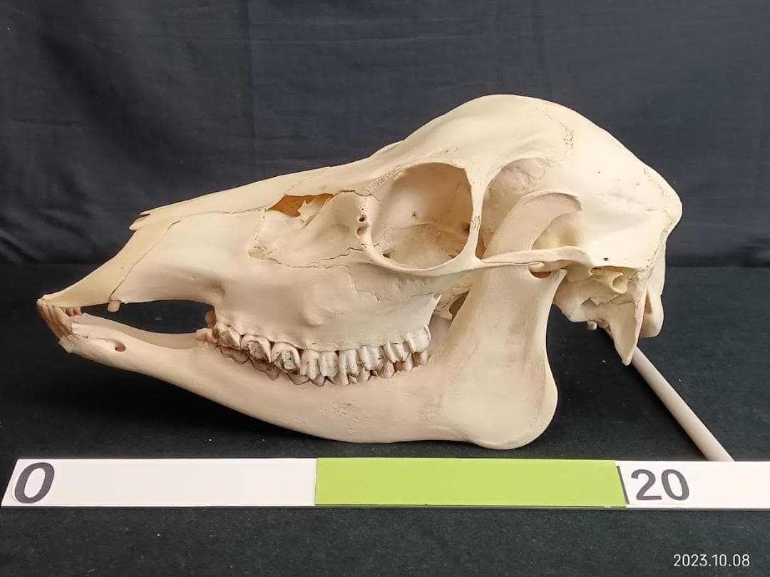 【お買い得】【美品】ニホンジカメス３６Kg　骨格標本　頭骨・舌骨・腰椎・仙椎