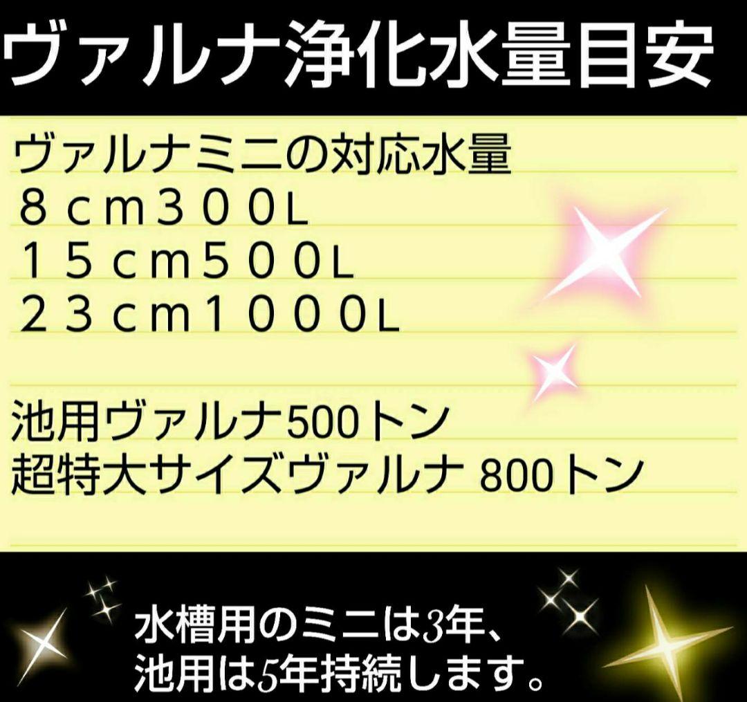 ヴァルナミニ　23センチ　水槽の透明度が抜群に！有害物質強力抑制！水替え不要に！