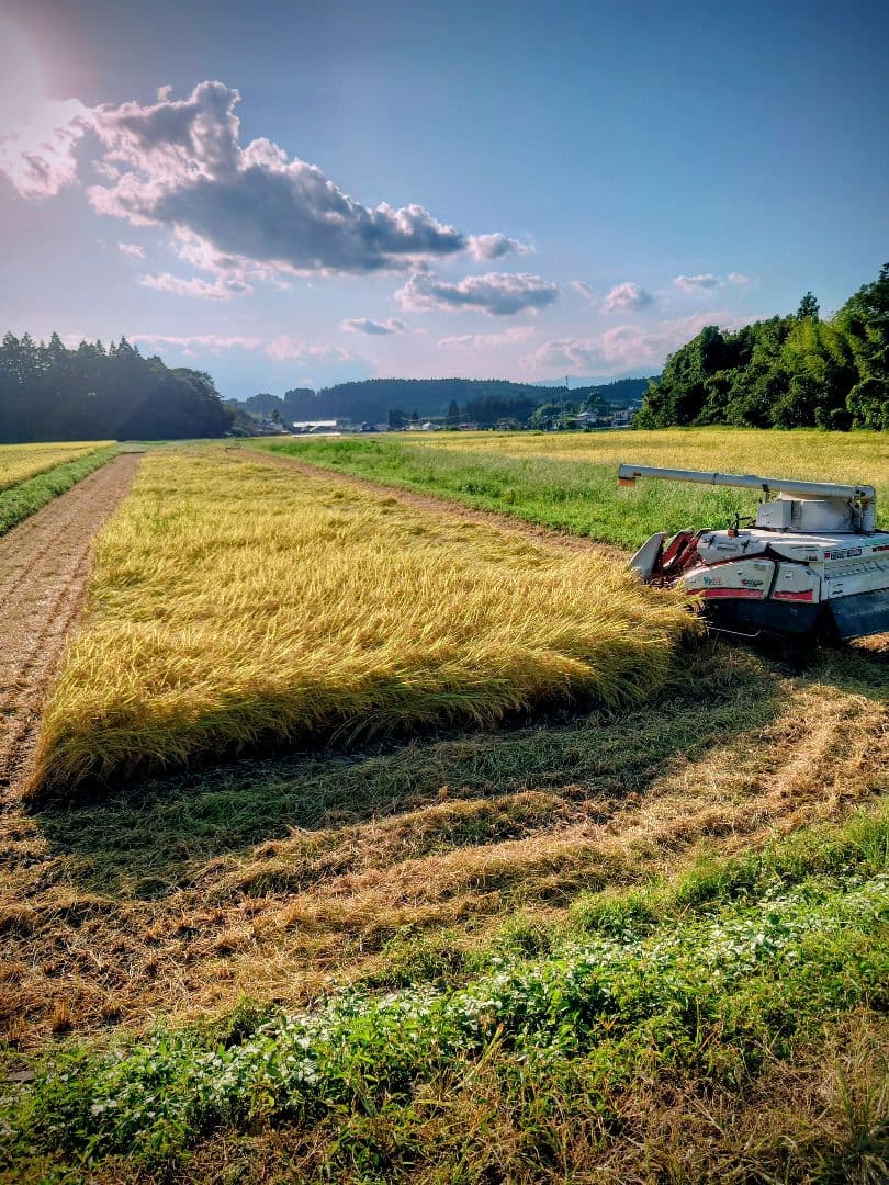 令和7年 新米 ! 精米無料 ! 栃木県大田原 黒羽産コシヒカリ 玄米10㎏