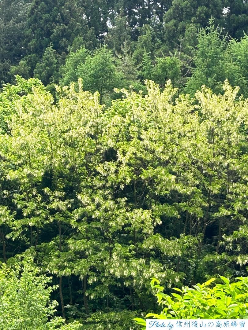 【ネモフィラ】1000g 2本 長野県産 アカシア蜜 西洋蜜蜂