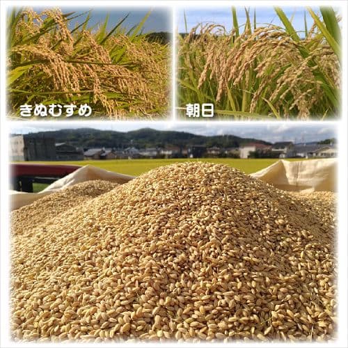 令和7年産 希少米 緑肥＆有機肥料 特別栽培米【朝日】20キロ