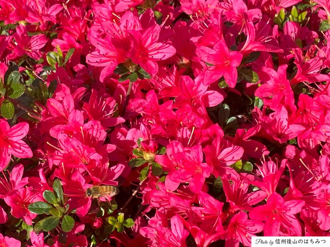 【令7】百花蜜 1000g 2本 長野県産 国産蜂蜜 生はちみつ 西洋蜜蜂
