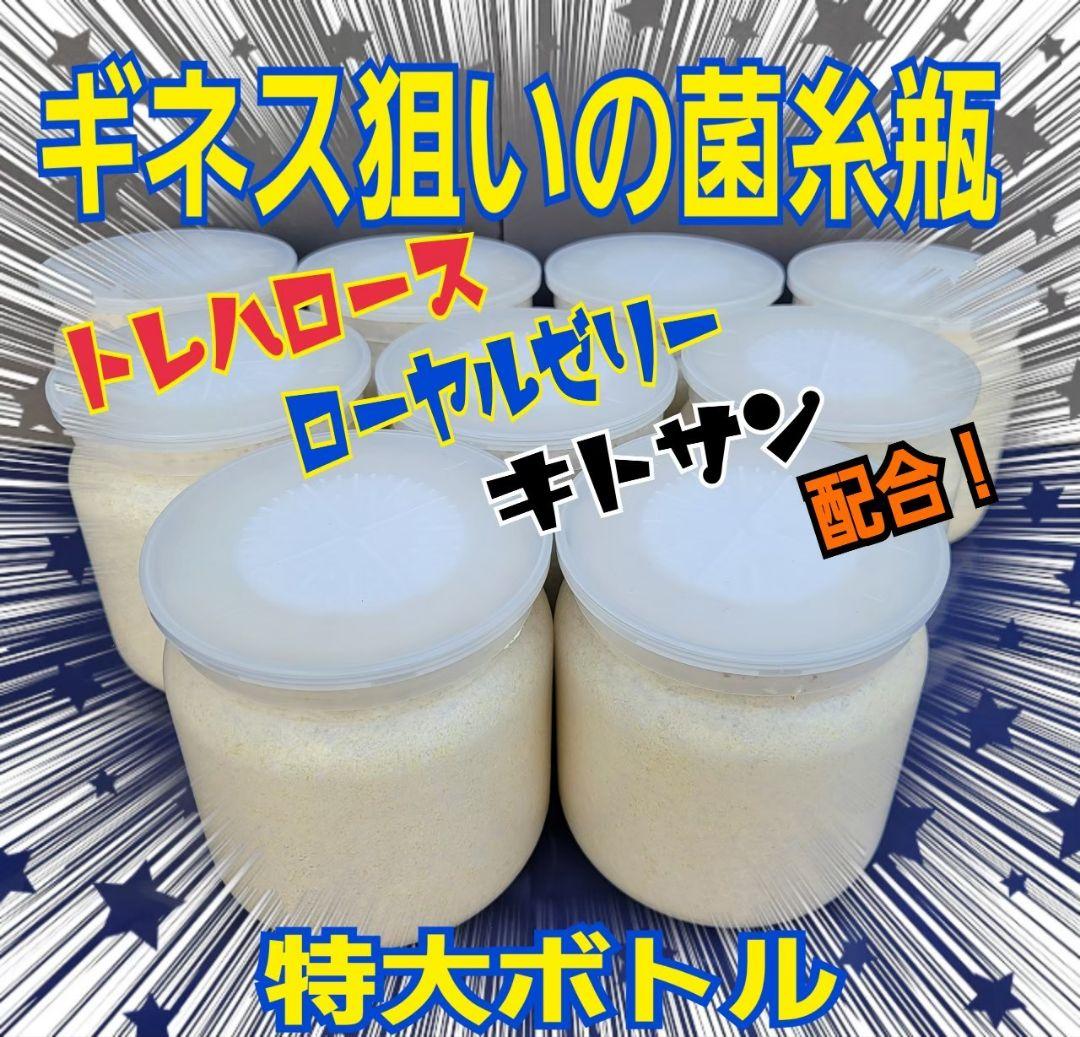 ヒマラヤひらたけ菌糸瓶1500ml 【５本】トレハロース、キトサン強化配合！