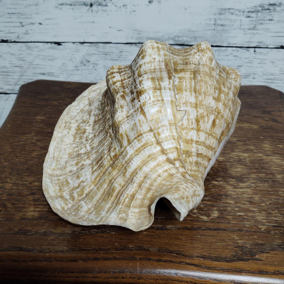 【希少・大型29cm】ブラジル産 ホラガイ 貝殻 天然石 インテリア 標本