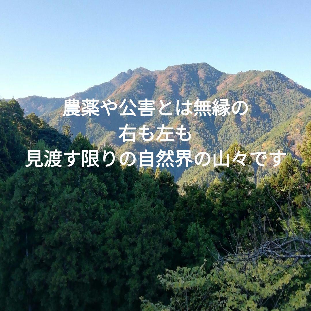 日本ミツバチ 日本蜜蜂　自然界2種類生ハチミツ400g2本　蜂蜜　はちみつ2年物
