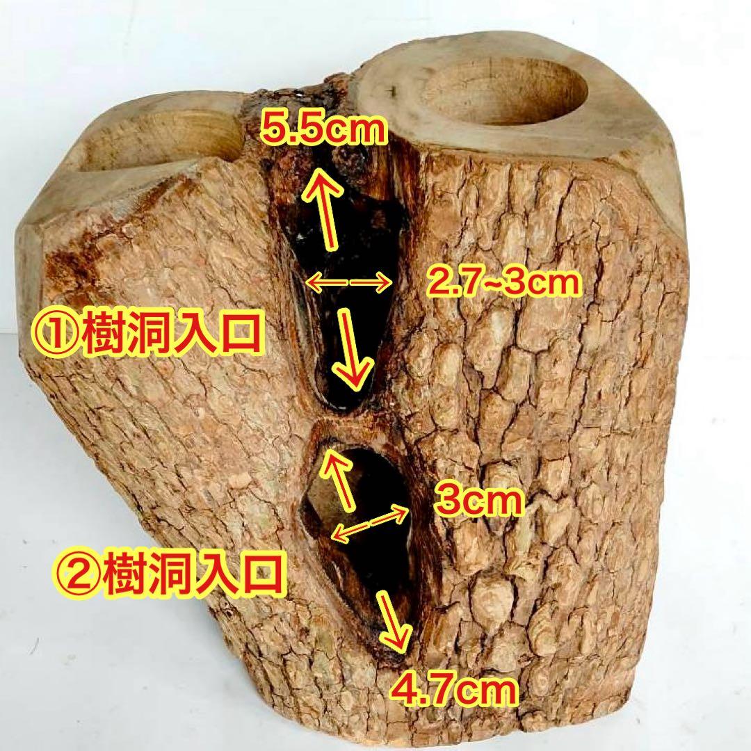 あ様 リクエスト 2点 まとめ商品　隠れ家　樹洞　クワリウム　エサ皿　クワガタ