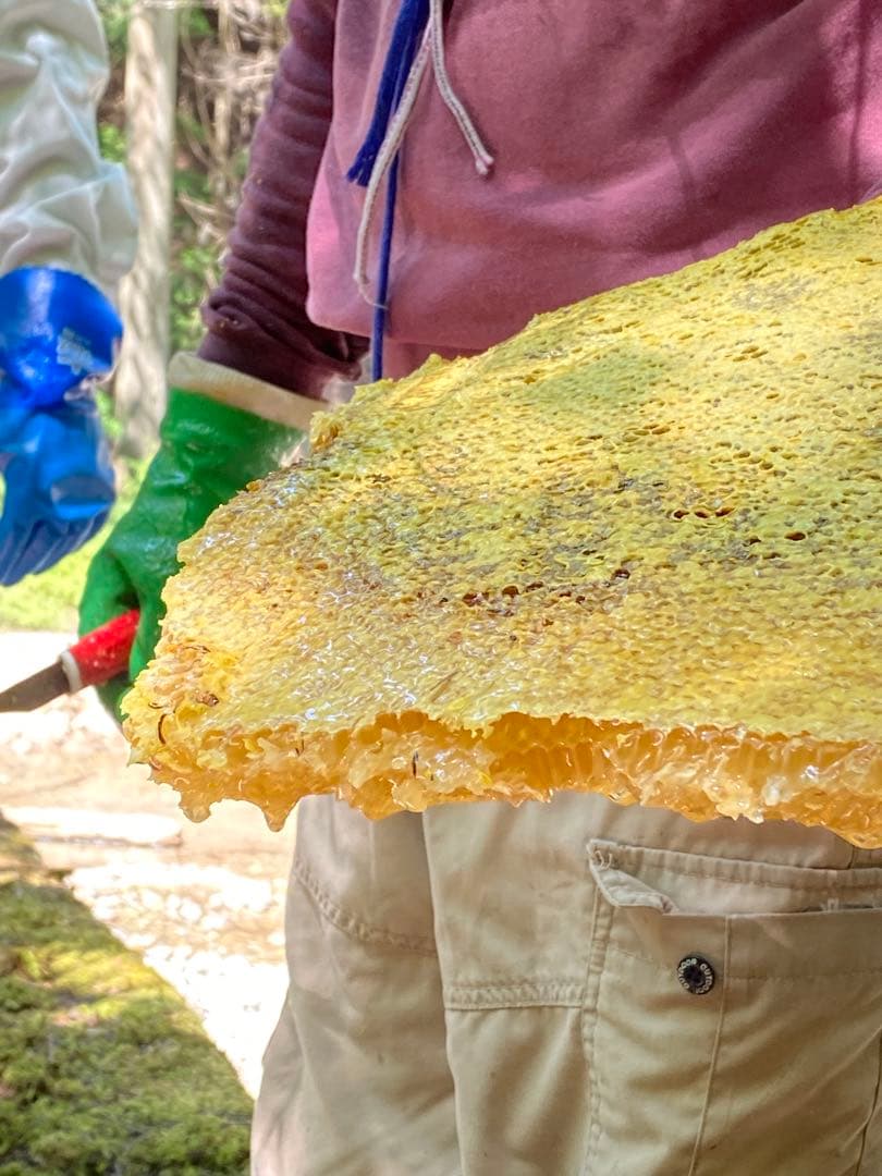 はちみつ　日本蜜蜂のハチミツ　奥山の奥の蜂蜜