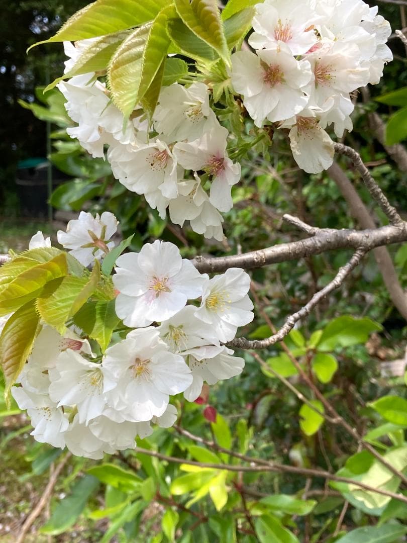 伊豆産 国産 非加熱 サクラ蜜4本と夏の百花蜜 １本　300g×５本セット