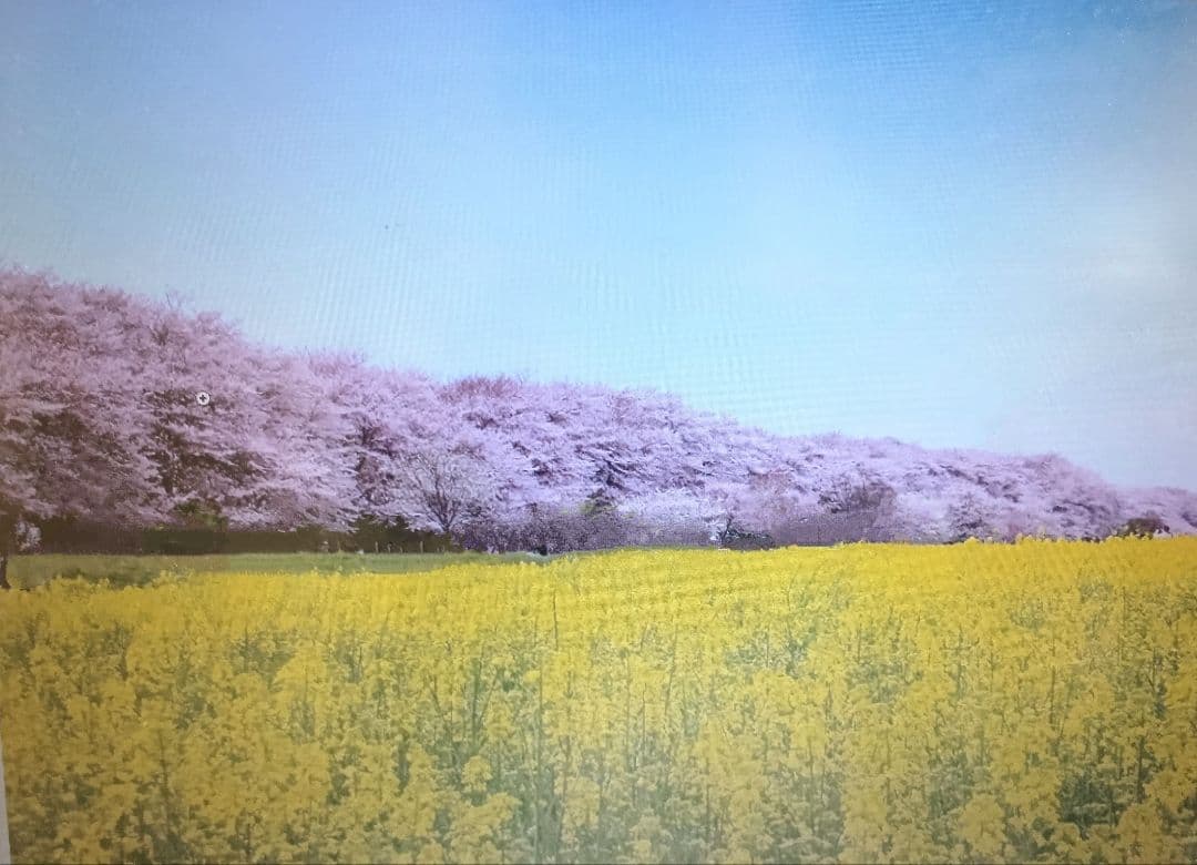「権現堂公園の桜と菜の花」（未来絵画）