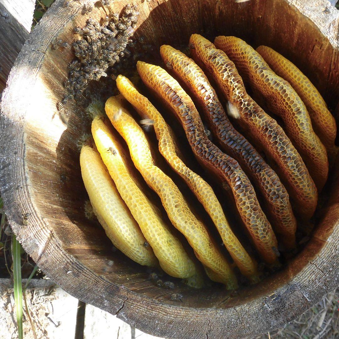 日本蜜蜂のはちみつ　蜂蜜　結晶化　百花蜜　ニホンミツバチ　国産　非加熱　無添加