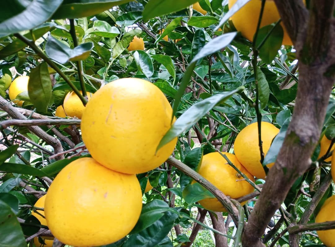 ④世界遺産屋久島産グレープフルーツ10kg　EM栽培農薬不使用　樹上完熟農園直送