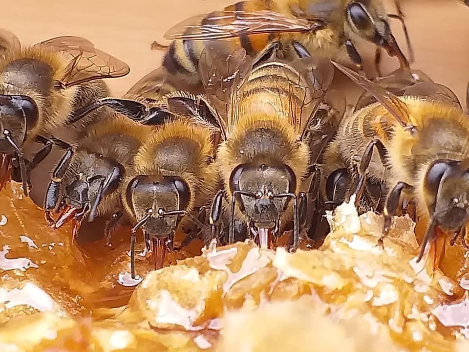 辻さん専用　蜂蜜　でかいの1本　２．５キロ