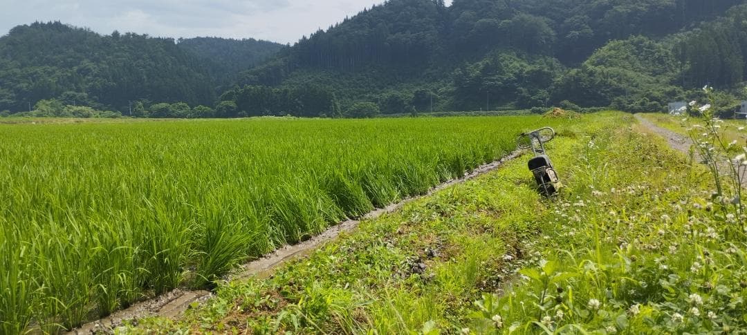 ひとめぼれ　精米10㎏　7年産　宮城県　柿渋袋　送料込　農家直送　米　10キロ