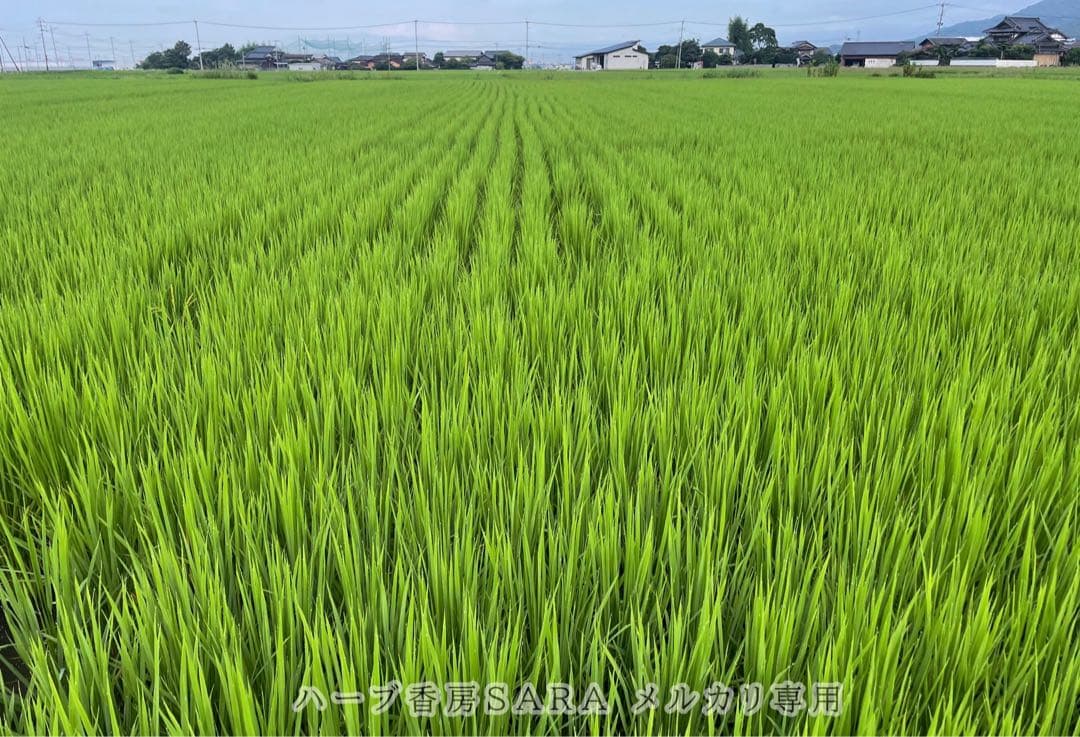 2025年産！九州・福岡県朝倉市産ヒノヒカリ精米10キロ(農薬不使用・無肥料米)