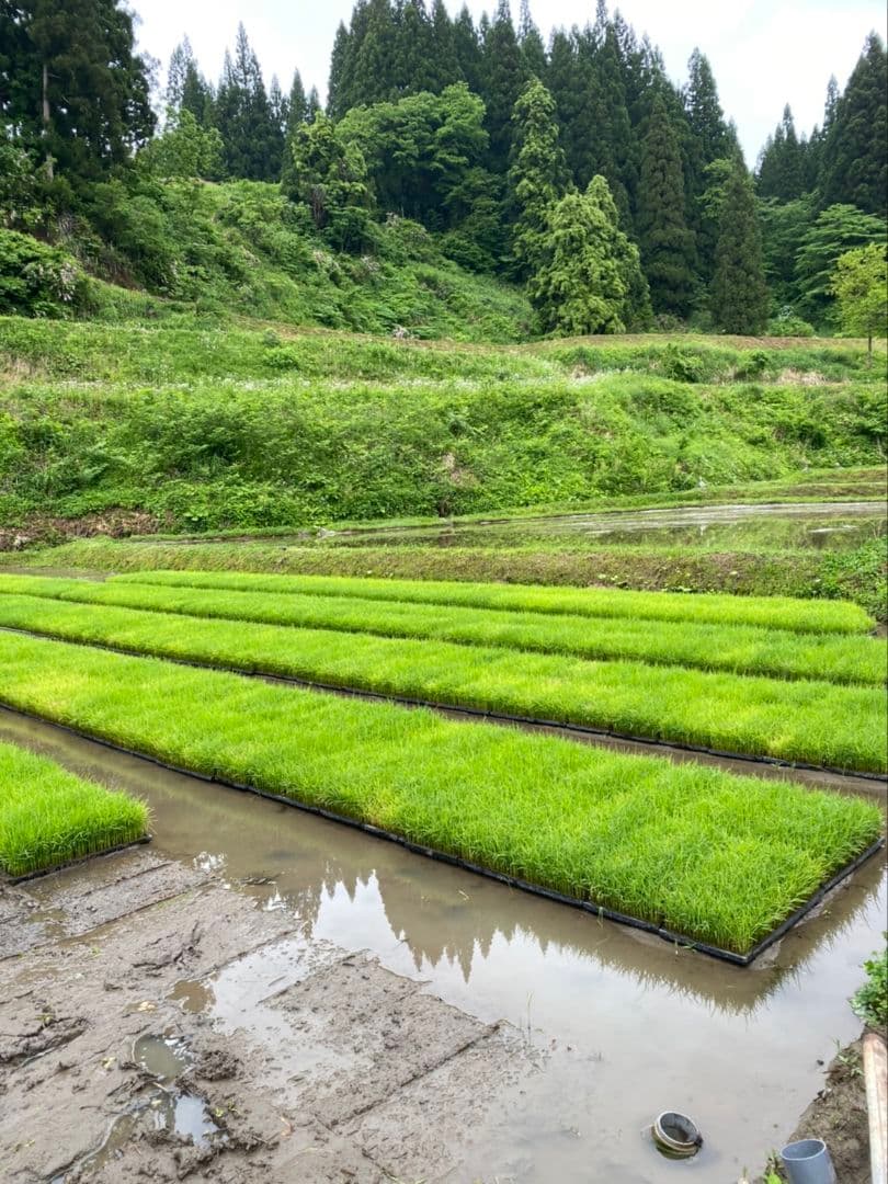 令和7年産　新米　魚沼産コシヒカリ　従来品種　5キロ×2 合計10キロ　白米