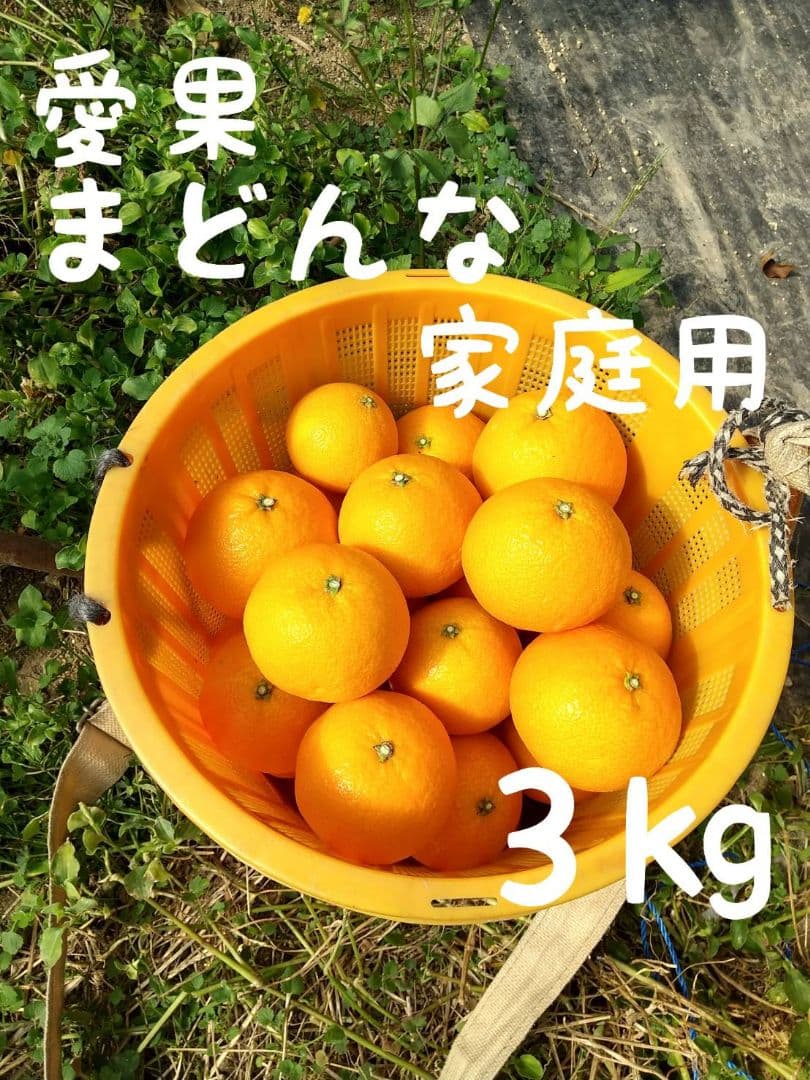 598愛果 まどんな 家庭用 10kg