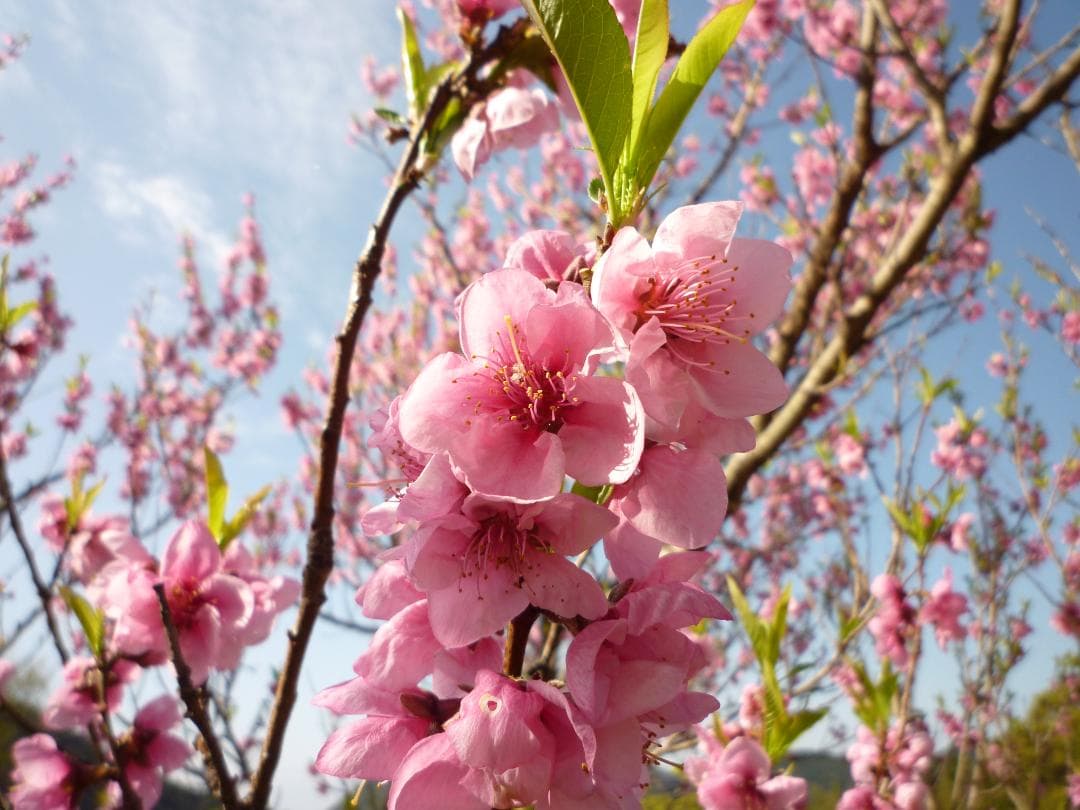 安心の日本みつばち 芳醇糖度80・81％ 優良品 非加熱 春はちみつ1,100ｇ