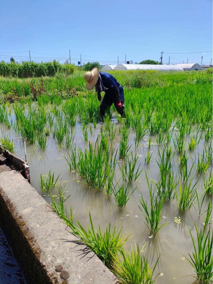 Chiicoさん専用です　令和5年度　20キロ自然栽培米　岡山倉敷