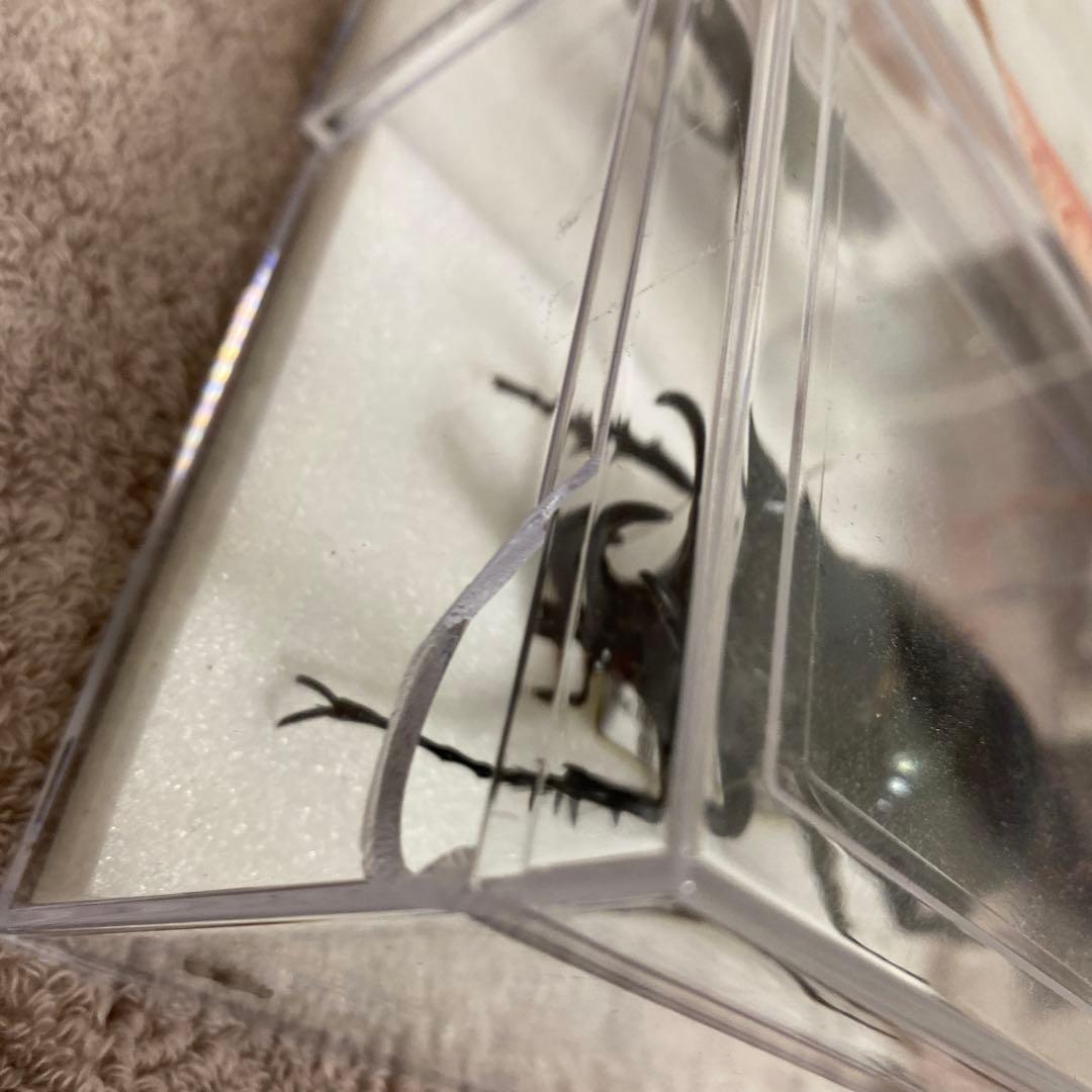 プレゼント　甲虫　オオカブト　クワガタ　標本