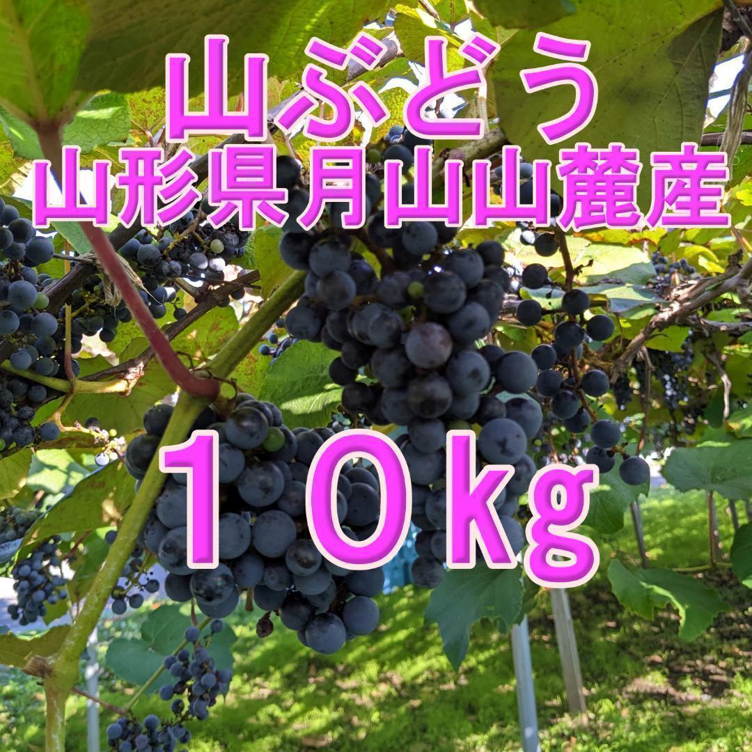 山ぶどう １０kg　山形県月山山麓産④