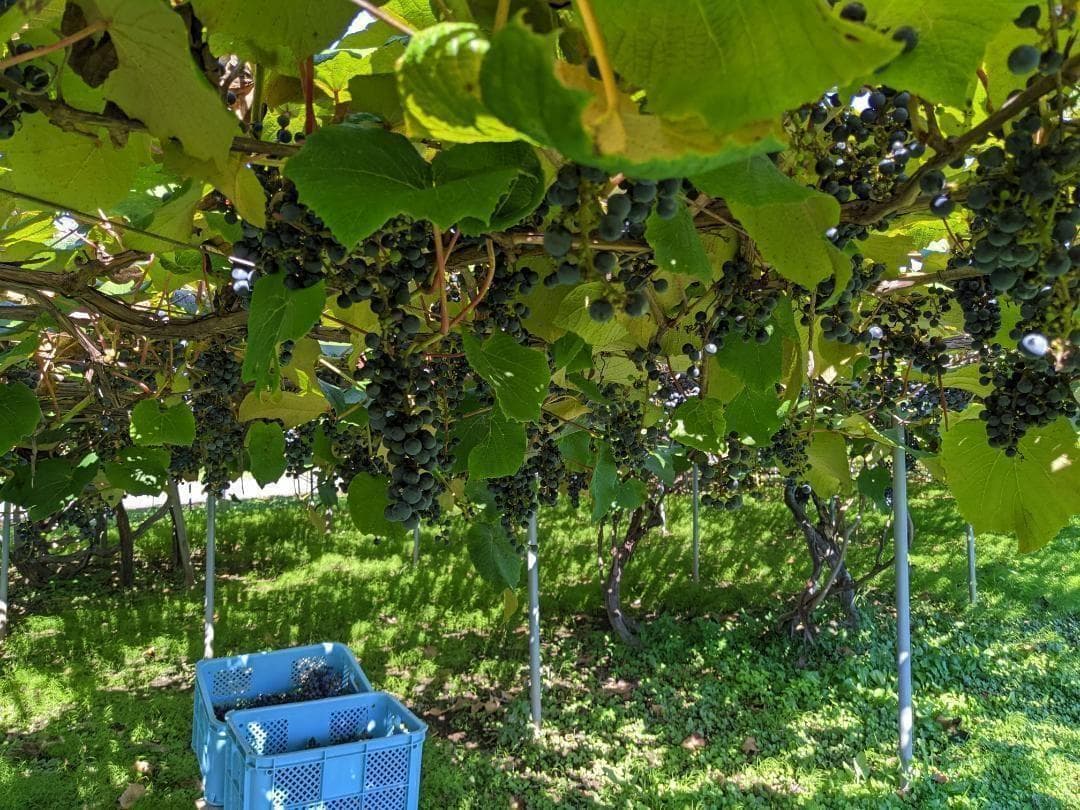 山ぶどう １０kg　山形県月山山麓産④