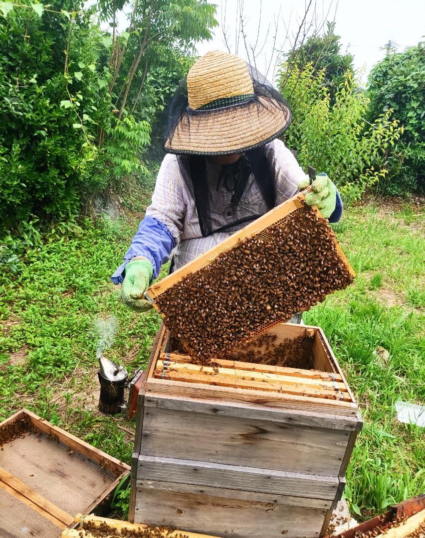 ☀️アカシア蜂蜜１０本　生はちみつ　非加熱ハチミツ