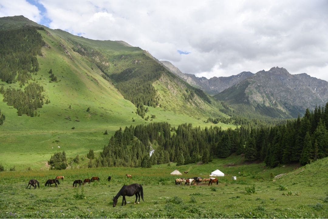キルギスアトバシ産白いはちみつ、トクトグル高原マリアアザミ百花蜜セット200g