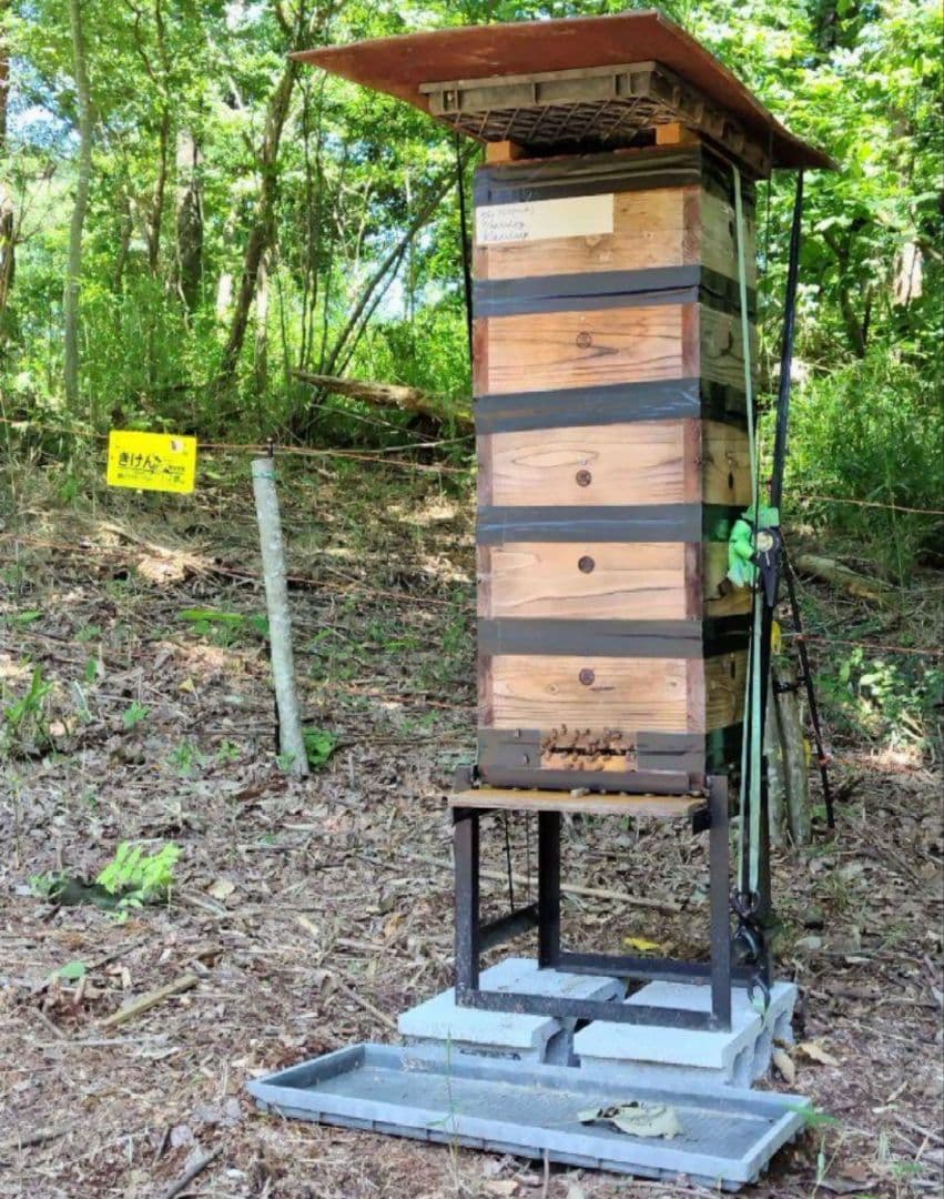 日本蜜蜂 生蜂蜜 ミツバチ 純粋 ニホンみつばち 非加熱 #8 宮城県産
