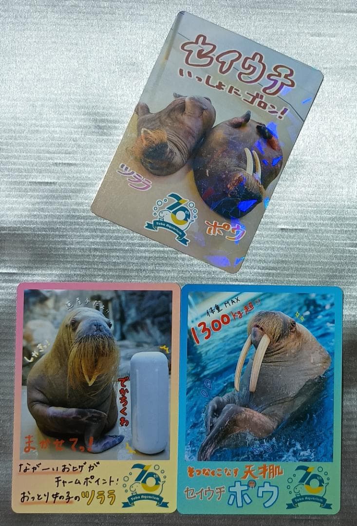 【レアカード】鳥羽水族館　コレクションカード　セイウチ　ツララ　ポウ