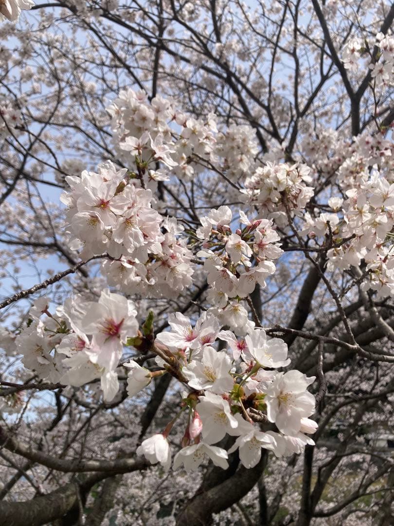 さくらんぼ　ニホンミツバチ　生ハチミツ　1120g