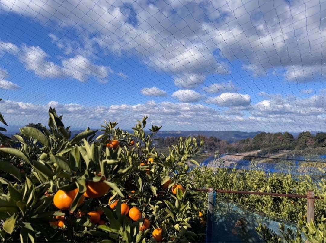 ②温州みかん 樹熟大坊みかん 秀品(贈答品同様)2Sサイズ10kg