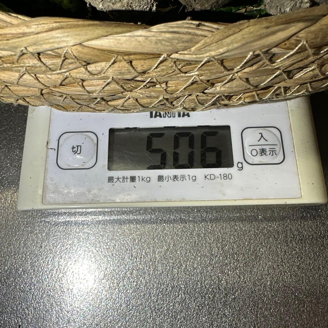 国産天然松茸‼️500g‼️10／18朝採れ‼️