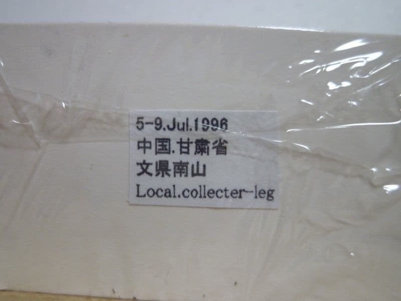 【外国産オサムシ標本】イボカブリモドキ/甘粛省.文県南山産/39.6mm