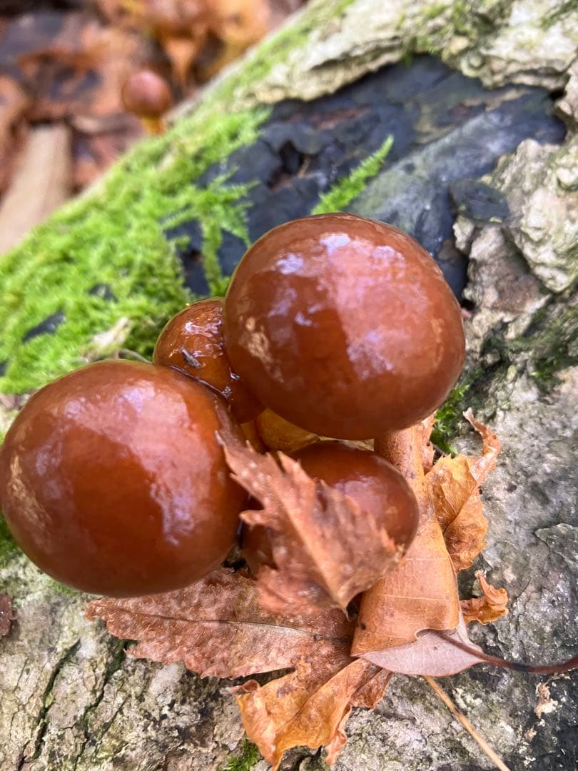 ＭH　秋田県産肉厚ぷりぷりなめこ4キロ
