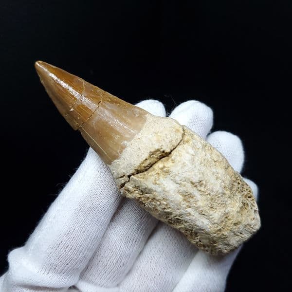 美品 歯根付き モササウルス 化石 本物 モロッコ産 85.40mm mos9