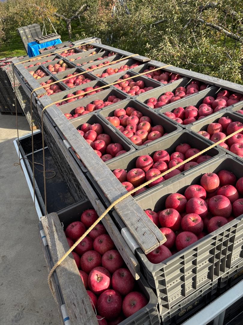 化学肥料未使用の青森県産リンゴ（サンフジ）10キロ家庭用