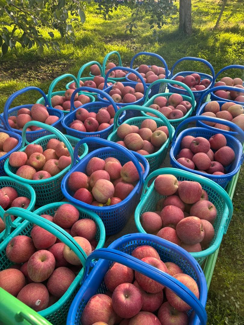 化学肥料未使用の青森県産リンゴ（サンフジ）10キロ家庭用