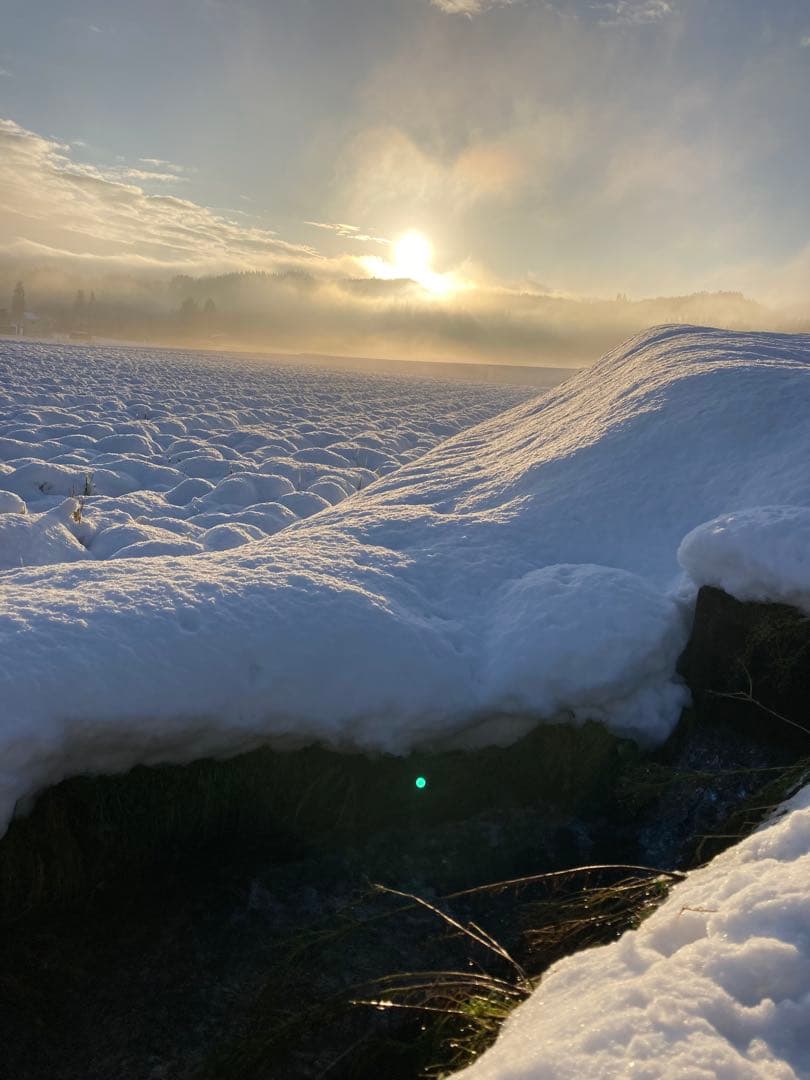 7年魚沼産コシヒカリ精米所10kg