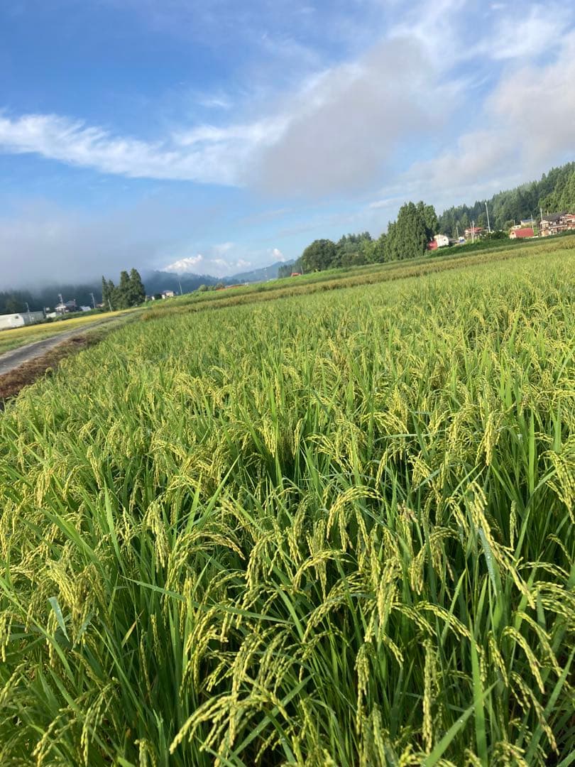 7年魚沼産コシヒカリ精米所10kg