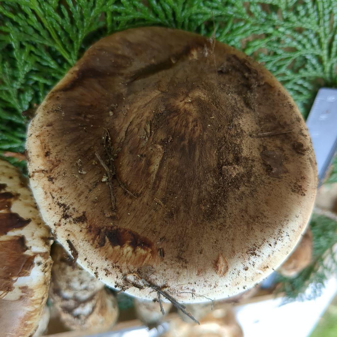 信州産松茸 266g