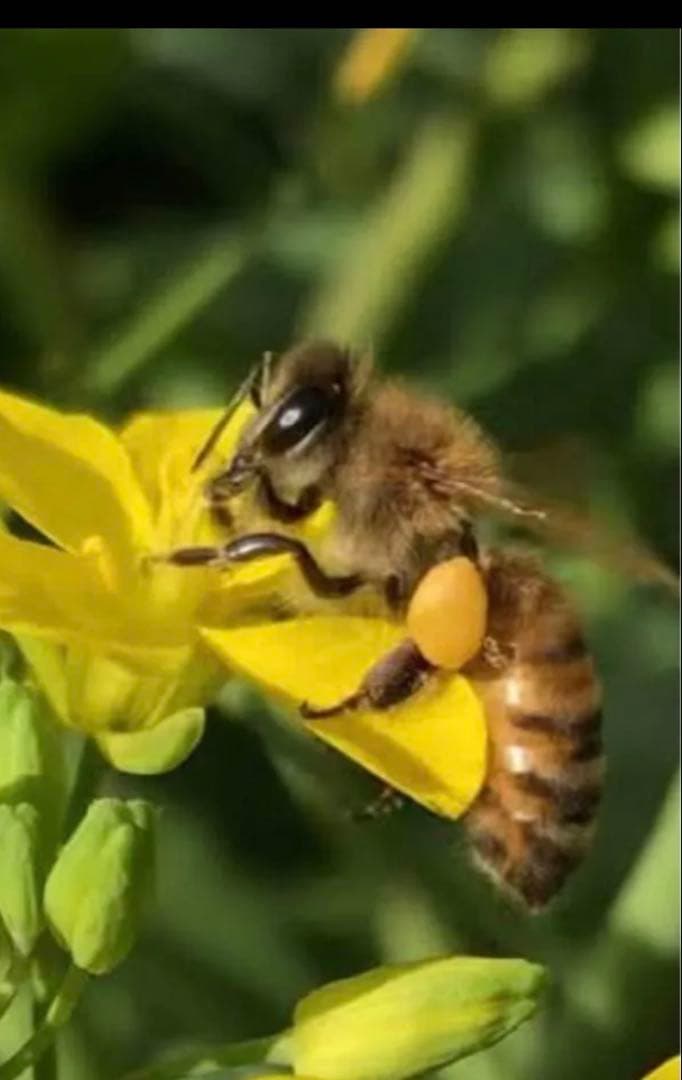 日本蜜蜂　蜂蜜　非加熱無調整純粋生ハチミツ
