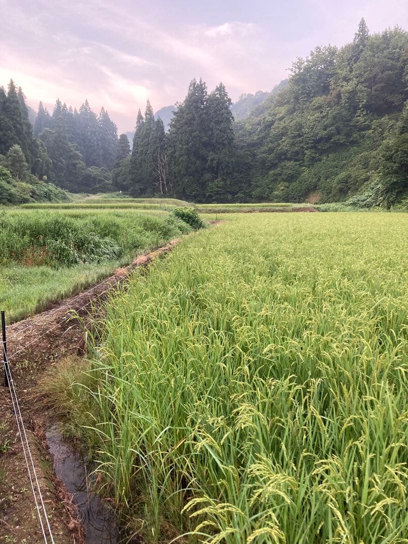 7年産魚沼コシヒカリ　玄米30kg