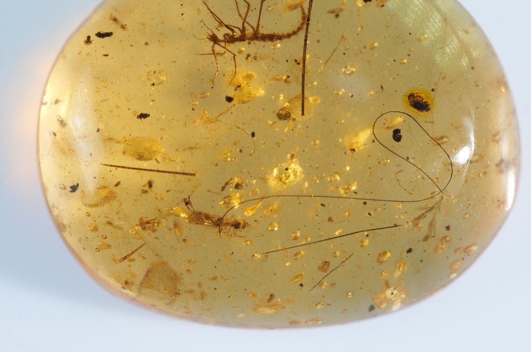 レア極上品 PA0006虫入り琥珀化石　ミャンマーカムティかタナイ9900万年前