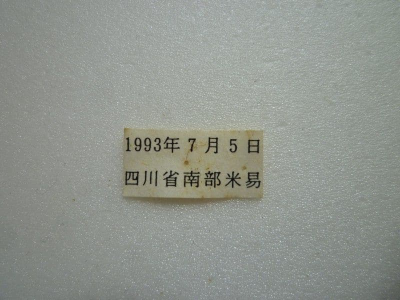 【外国産蝶標本】カバイロゴマダラ♀/四川省.米易産/70mm
