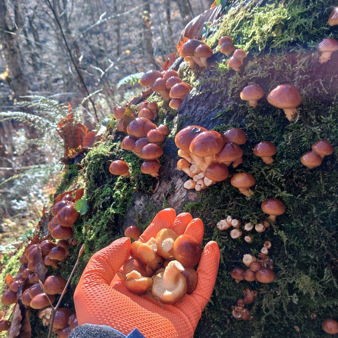 天然なめこ 青森県産 鮮度袋入り3キロ