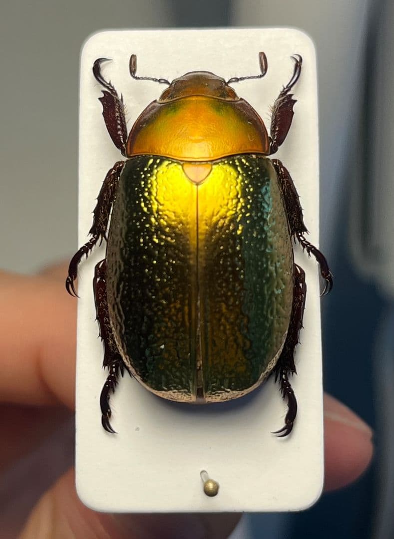 【最新作】ボウカルディプラチナコガネ Chrysina 頭が赤！昆虫標本