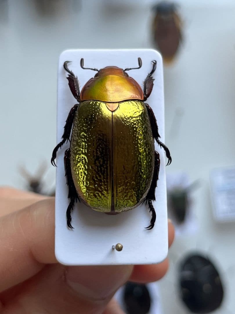 【最新作】ボウカルディプラチナコガネ Chrysina 頭が赤！昆虫標本