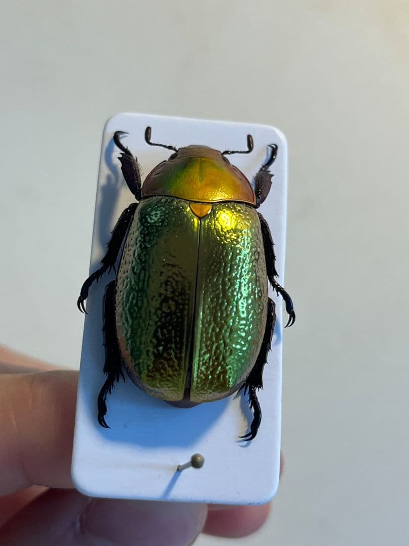 【最新作】ボウカルディプラチナコガネ Chrysina 頭が赤！昆虫標本